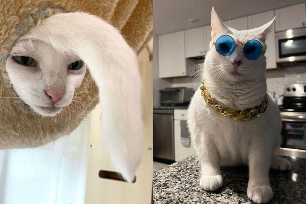 7 Foto Lucu Kucing Putih Tampil Stylish dengan Berbagai Gaya | IDN Times