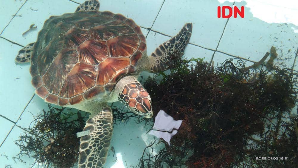 7 Makanan Favorit Penyu, Ada Soup Coral Lho | IDN Times Bali