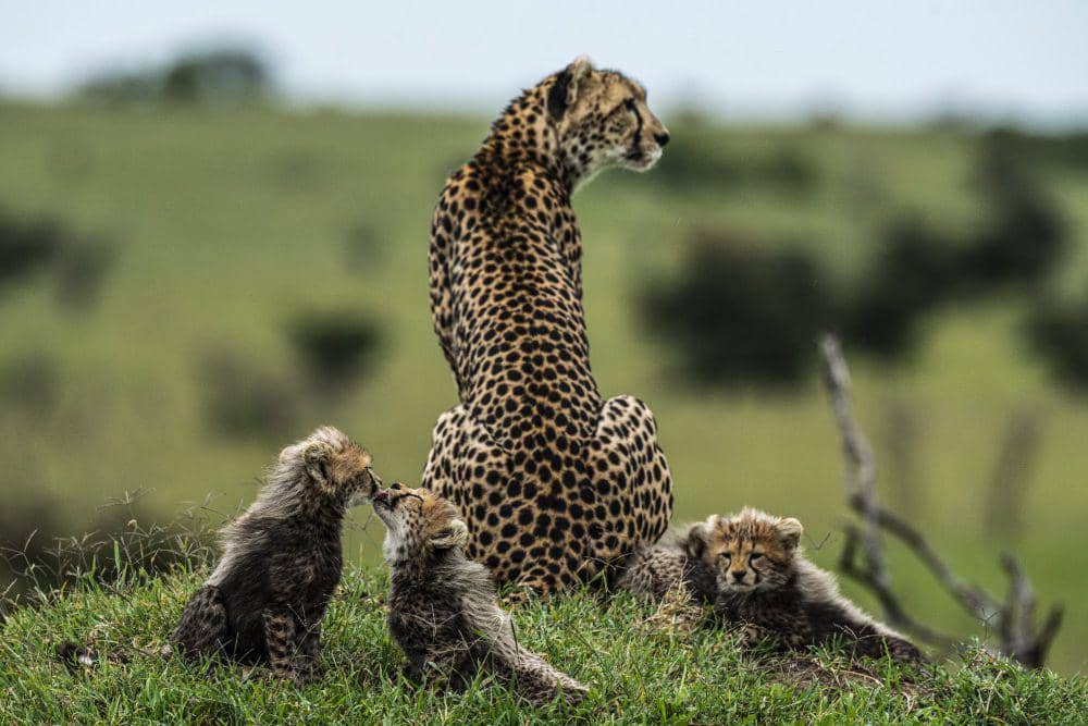 7 Film Dokumenter Hewan Nat Geo, Ada Jerapah hingga Kepiting | IDN Times