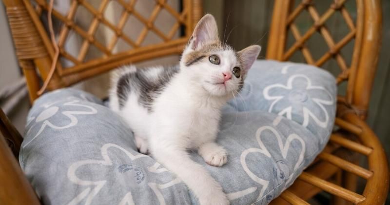 5 Website Tes MBTI Gratis, Praktis dan Bermanfaat | IDN Times