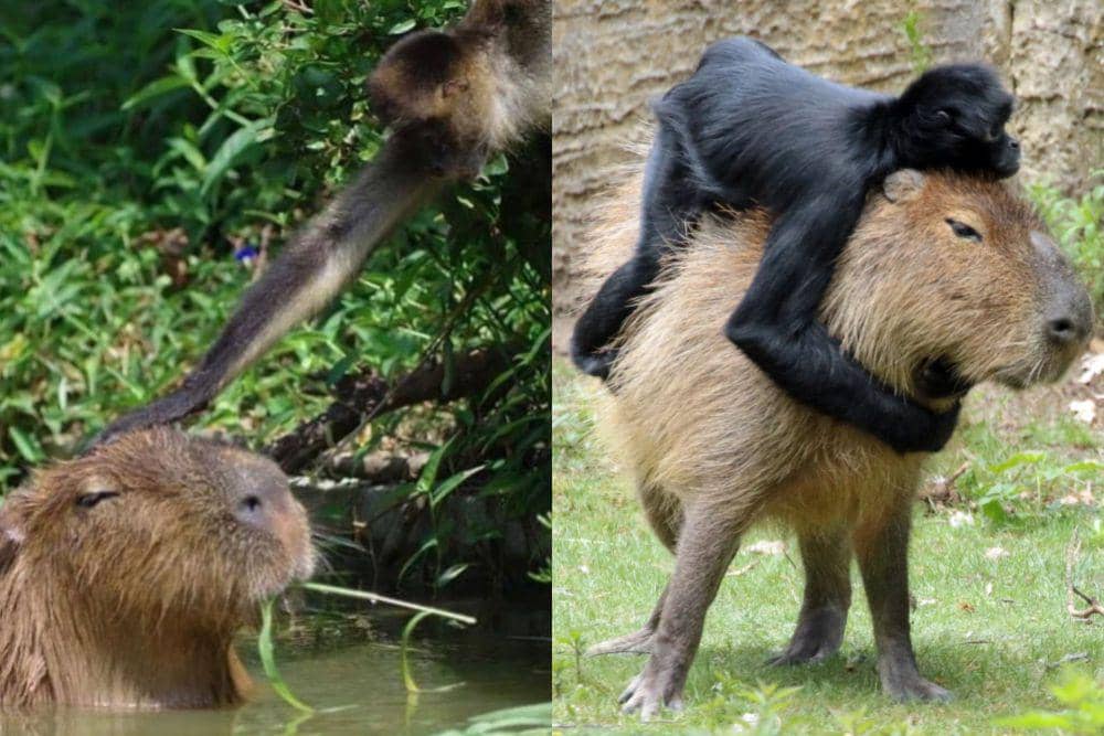 Potret Kocak Capybara dan Primata saat Main Bareng | IDN Times