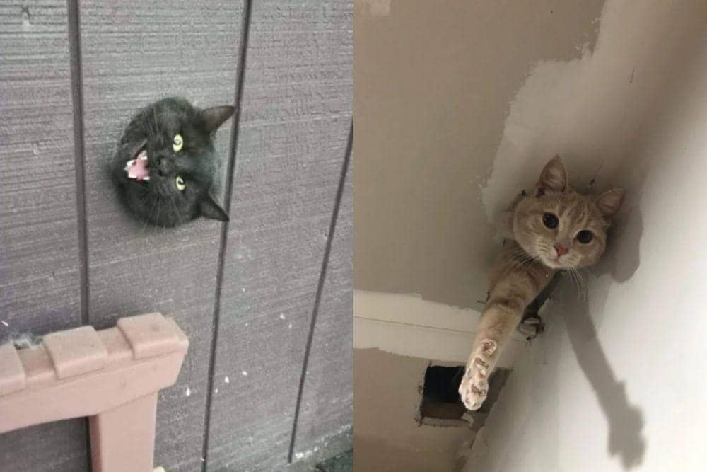 7 Potret Kucing Keluar dari Lubang di Dinding dan Plafon | IDN Times
