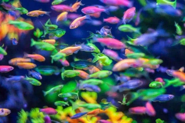 Mengenal Ikan Glofish, si Cantik yang Menyala dalam Gelap | IDN Times