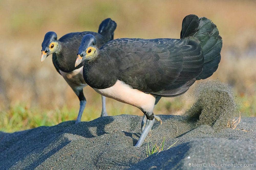 Mengenal 5 Jenis Burung Gosong asal Indonesia, Kamu Harus Ta | IDN Times
