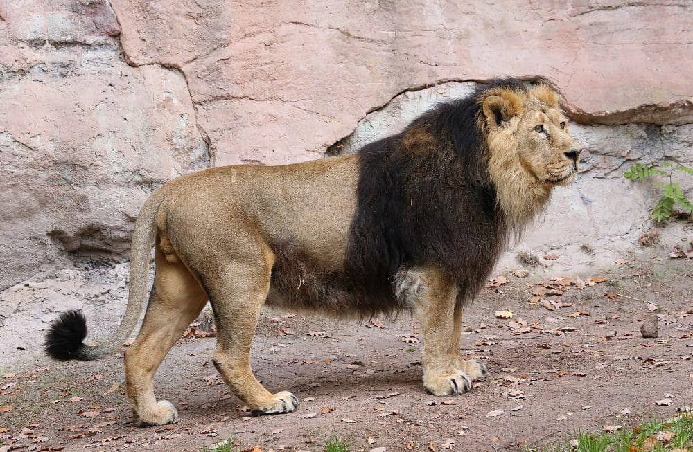 7 Fakta Singa Asia, Beda dengan Singa Afrika | IDN Times