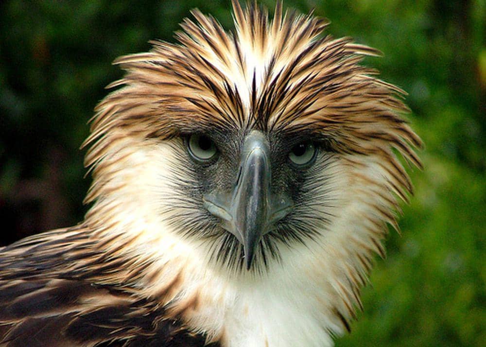 9 Fakta Unik Elang Filipina, Burung Pemangsa Bermata Biru! | IDN Times