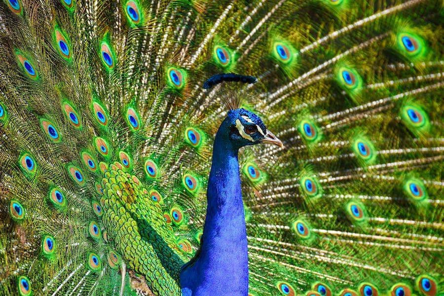 8 Simbol Burung Feng Shui yang Membawa Kebaikan dan Artinya | IDN Times
