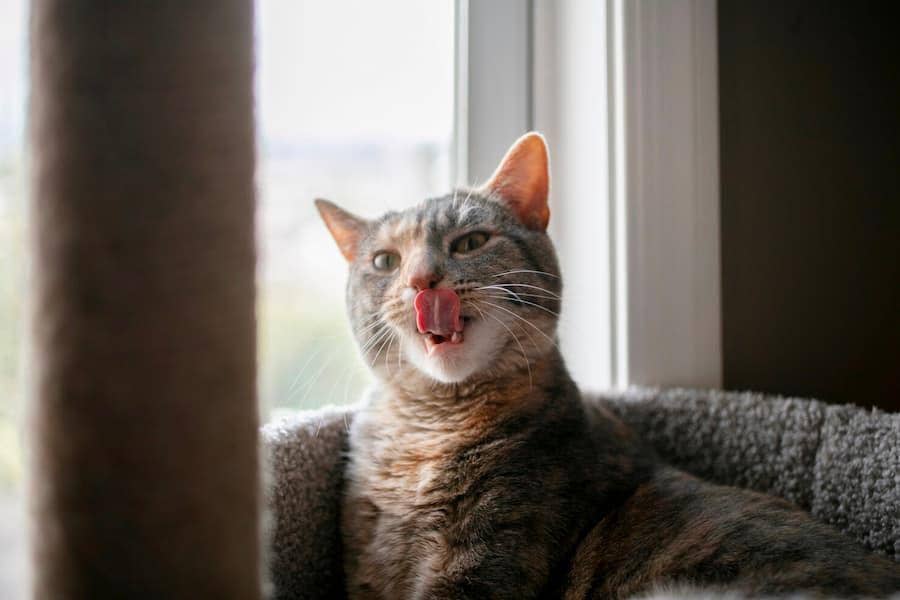 Apakah Kucing Boleh Makan Tempe? Ini Efeknya bagi Anabul | IDN Times