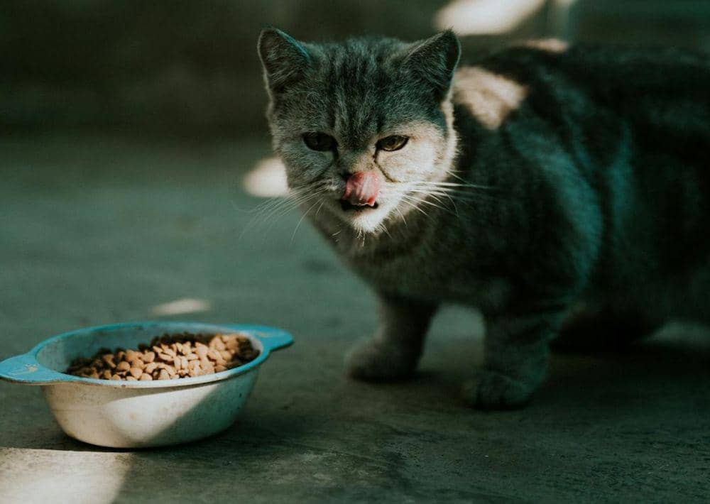 7 Rekomendasi Dry Food Kucing, Punya Nutrisi Baik! | IDN Times