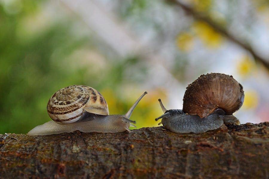 4 Perbedaan Siput, Bekicot, dan Keong yang Perlu Diketahui | IDN Times