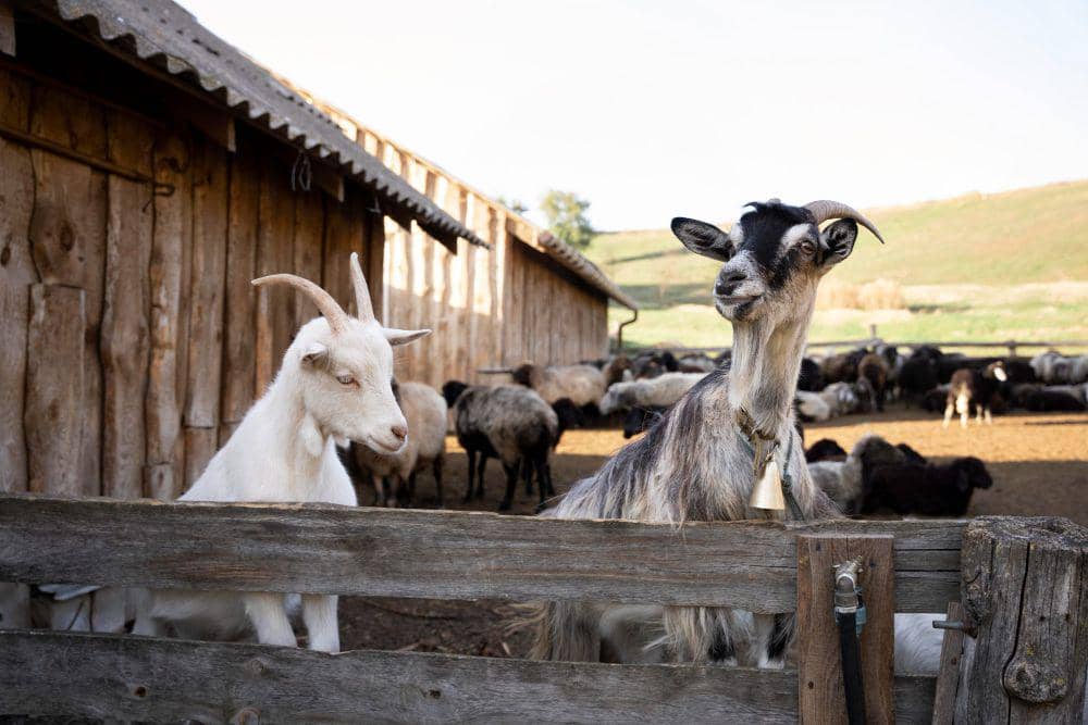 Daftar Harga Kambing Kurban 2024 Terlengkap untuk Idul Adha | IDN Times