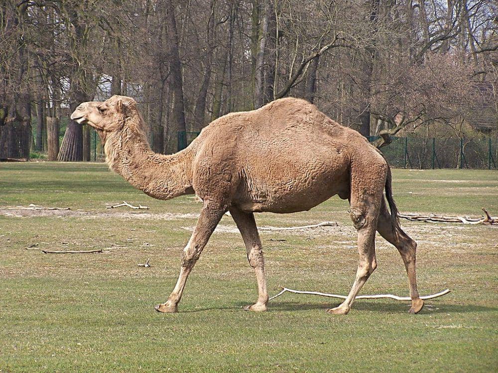 6 Fakta Unta Arab, Bantu Manusia di Gurun Ribuan Tahun Lalu | IDN Times
