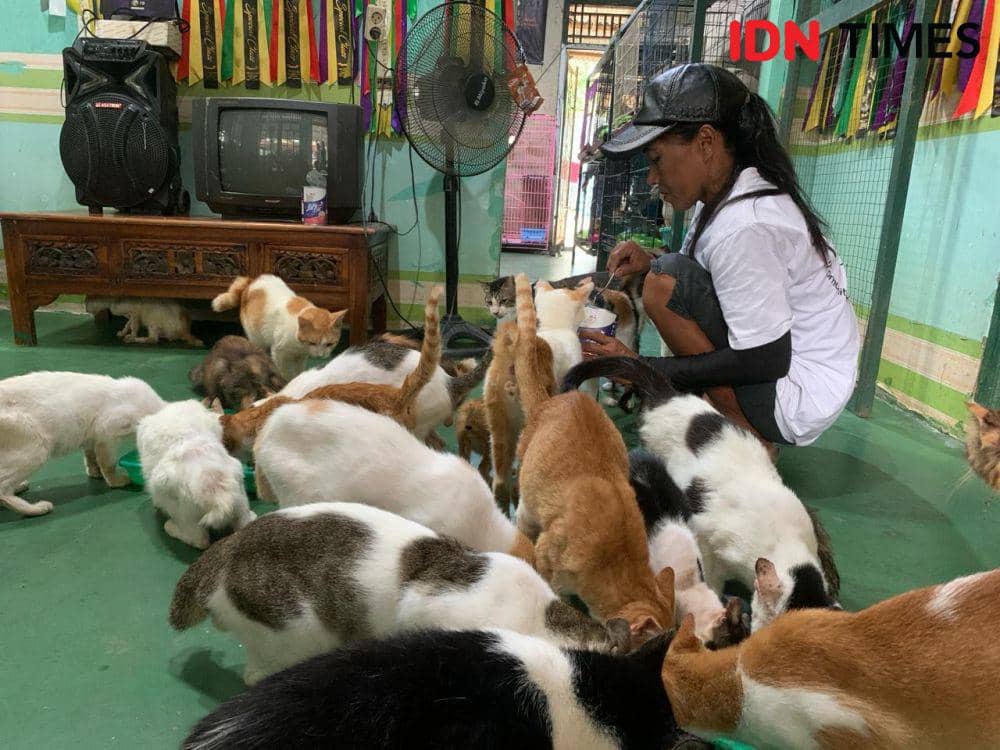 K3L, Badan Rescue Kucing Jalanan Sakit di Lampung | IDN Times Lampung
