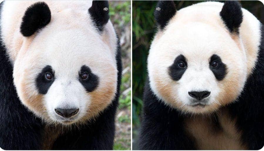 6 Fakta Fu Bao, Panda Viral Kesayangan Warga Korsel | IDN Times Bali