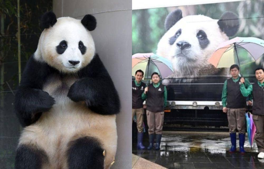 Siapa Fu Bao yang Lagi Trending di Korea hingga China? | IDN Times
