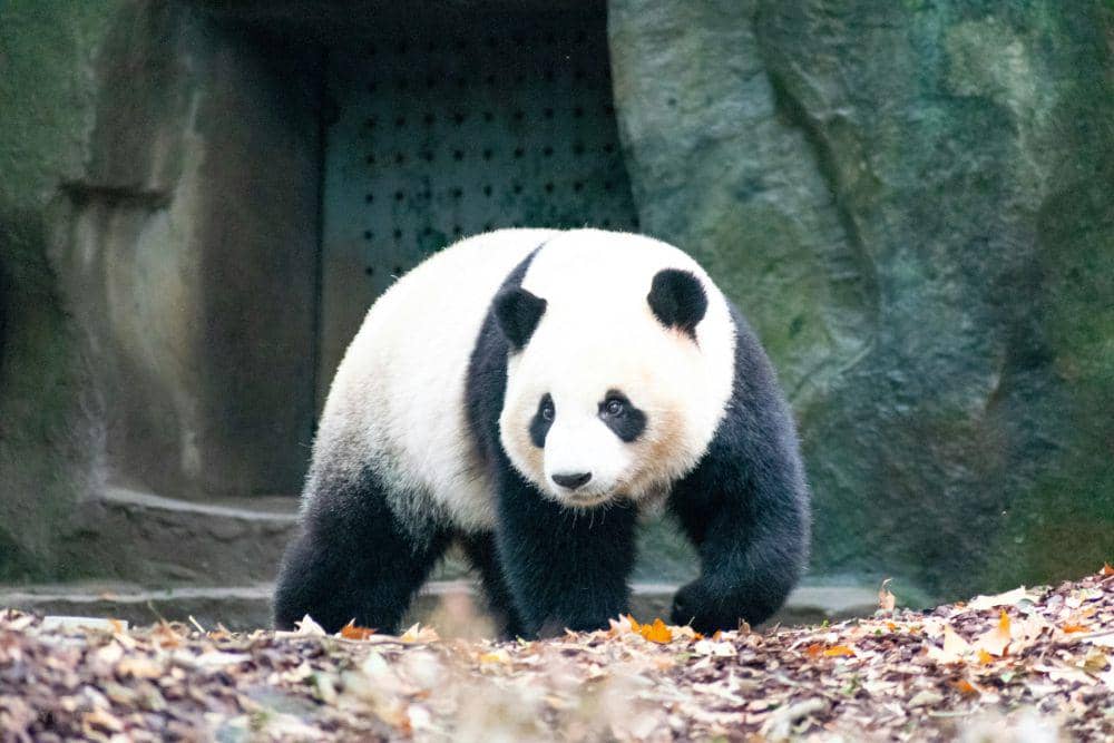 7 Fakta Unik dan Menarik Tentang Panda yang Belum Kamu Tahu | IDN Times