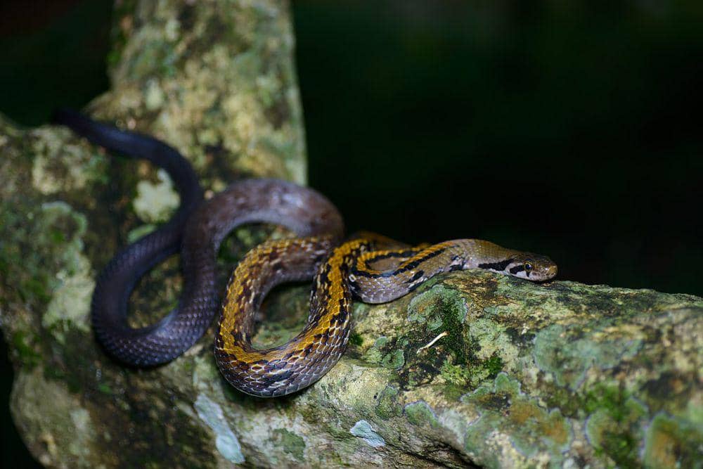 5 Fakta Unik Ular Sowo Kopi, Si Hitam Sering Dikira Kobra | IDN Times