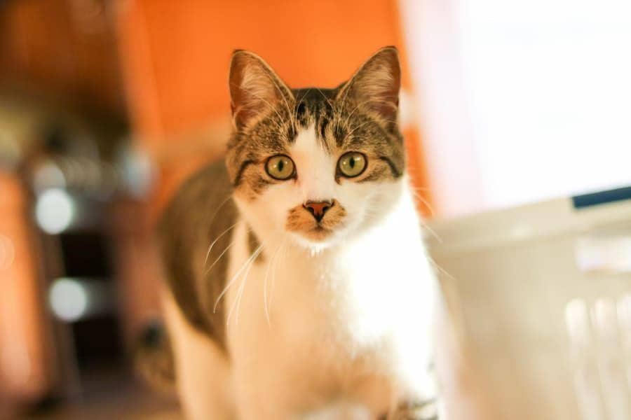 Kenapa Kucing Menatap Kita Lama bahkan Tanpa Berkedip? | IDN Times