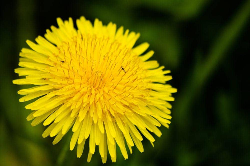 5 Spesies Tanaman Dandelion, Keberadaanya Sering Dianggap Gu | IDN Times