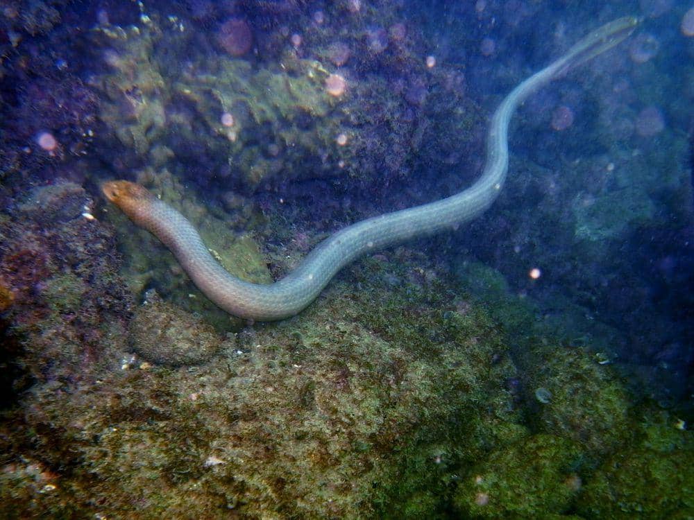 5 Fakta Ular Laut Zaitun, Hewan yang Ada di Laut Indonesia | IDN Times