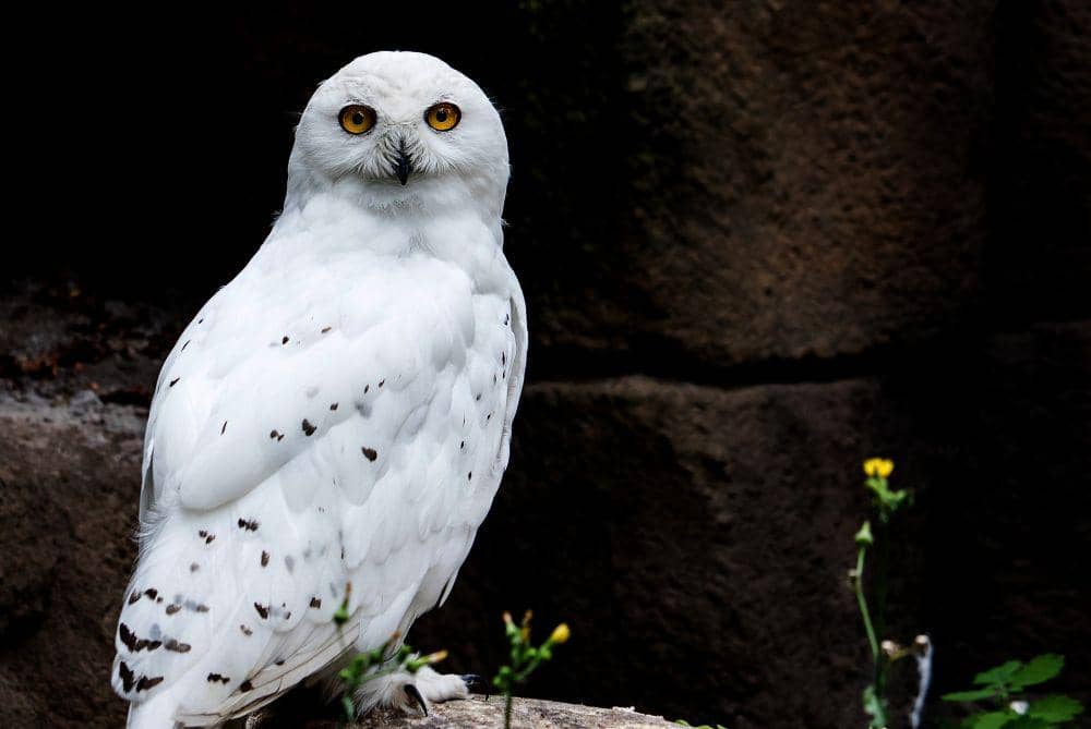 7 Fakta Burung Hantu Salju, Hedwig Peliharaan Harry Potter | IDN Times