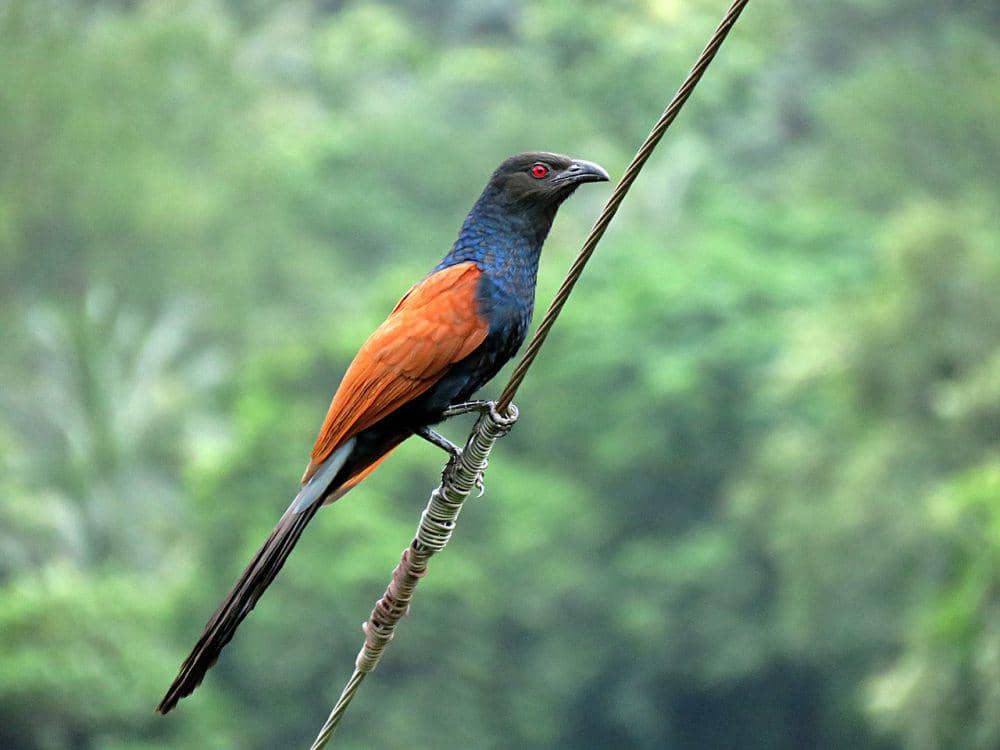 10 Fakta Menarik Burung Bubut, Kehadirannya Pertanda Buruk? | IDN Times