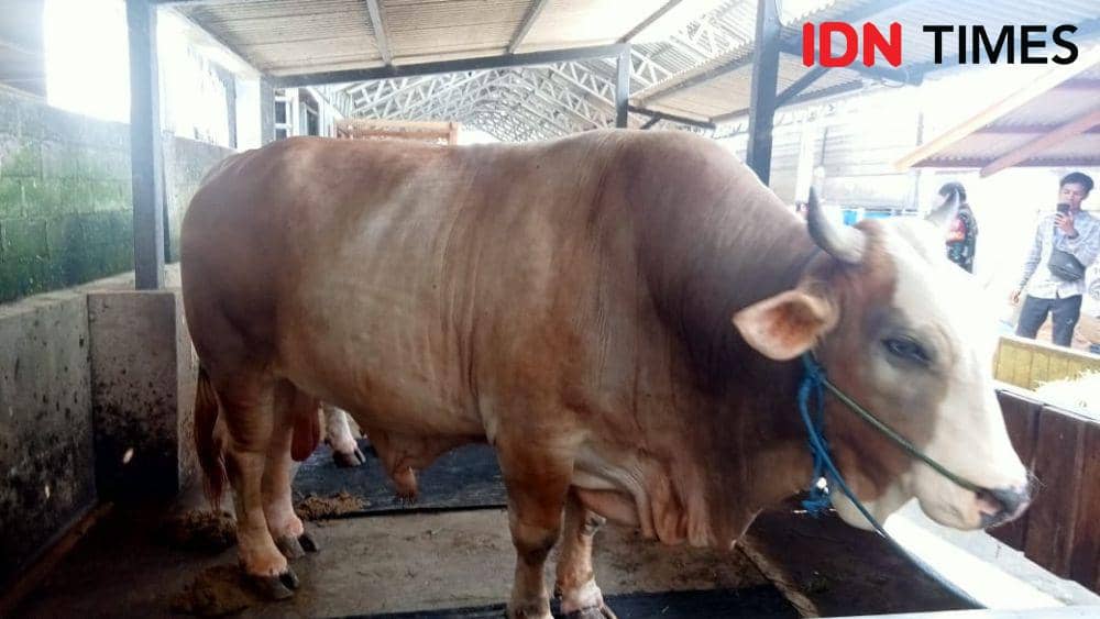 Presiden Jokowi Beli Sapi Kurban Seberat 1,057 Ton di NTB | IDN Times NTB