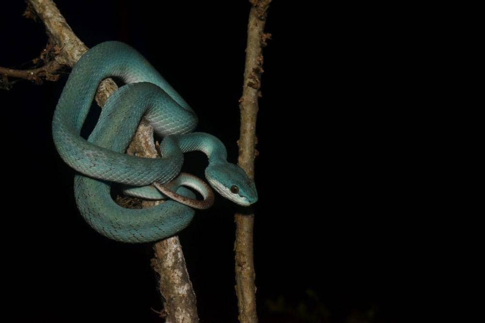 5 Fakta Ular Viper Timur, Ular Cantik Endemik Indonesia | IDN Times