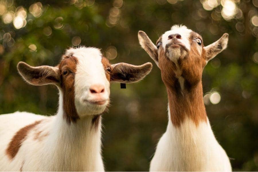 [QUIZ] Seberapa Jeli Kamu Menebak Hewan Kurban Idul Adha Ini? | IDN Times