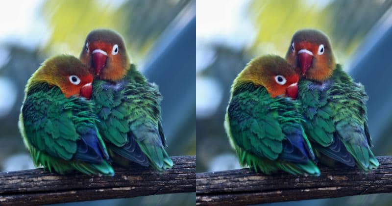 6 Fakta Burung Lovebird, Setia dan Berumur Panjang | Popmama.com