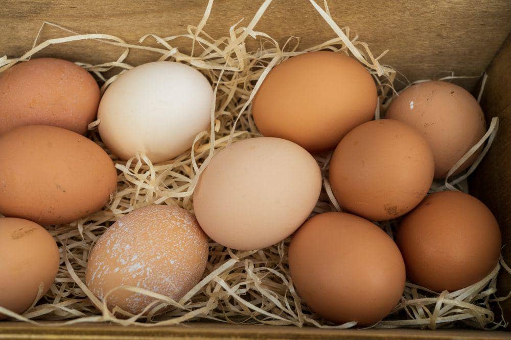 Perbedaan Telur Ayam Kampung dan Negeri yang Wajib Diketahui | IDN Times
