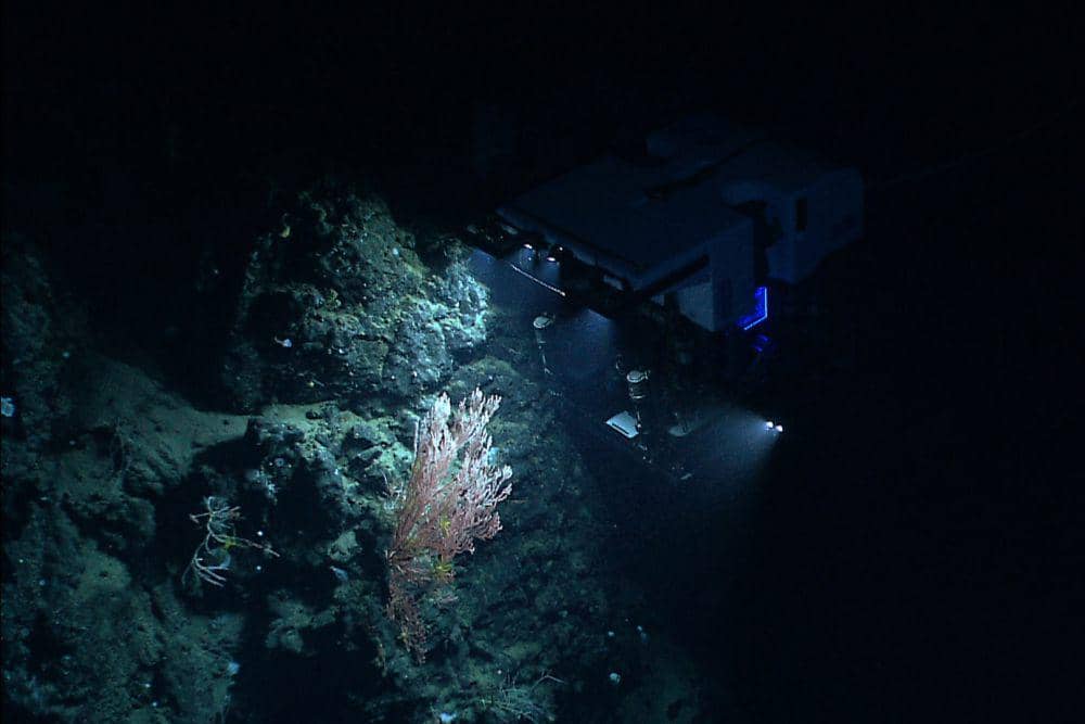 12 Fakta Terunik Laut Dalam, Punya Habitat Terbesar di Bumi | IDN Times