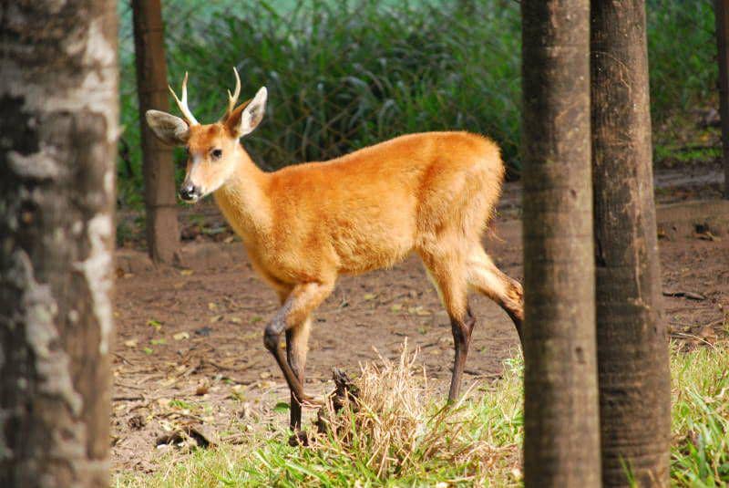 6 Spesies Rusa dari Famili Cervidae, Menjadi Lambang Kerajaa | IDN Times