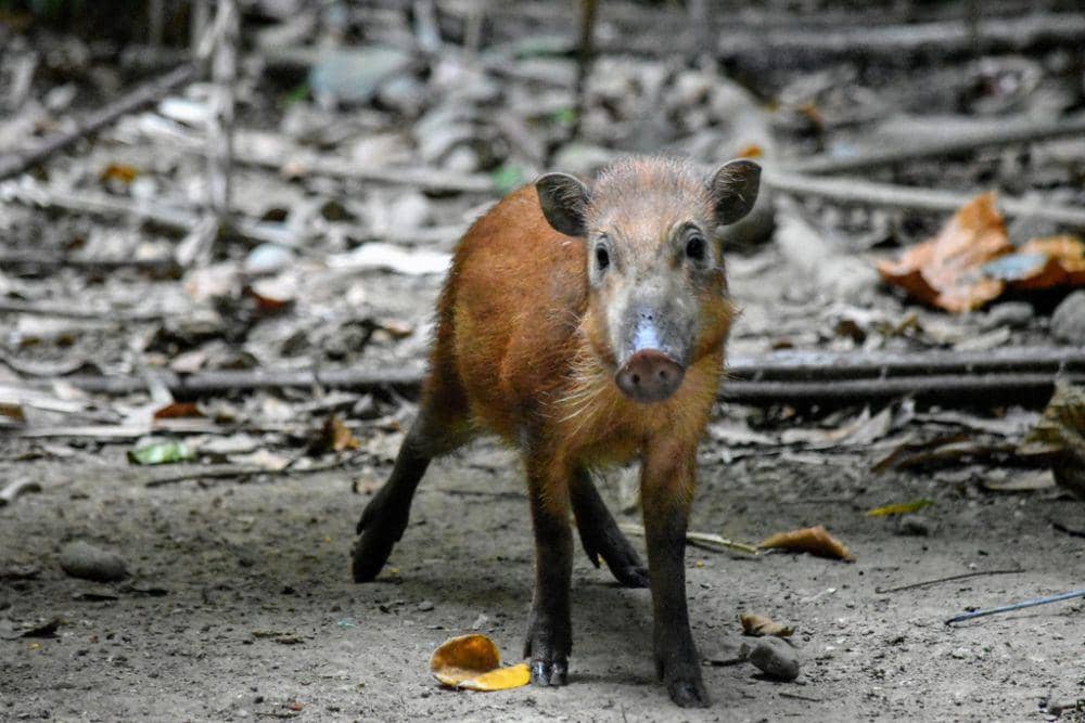 7 Spesies Babi Endemik Indonesia, Awas Jika Bertemu Ada yang | IDN Times