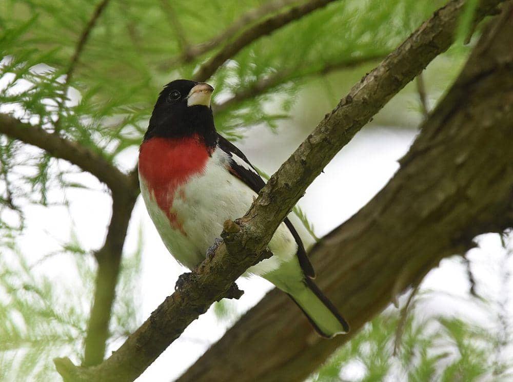 10 Burung Penyanyi dengan Kicauan Terindah di Dunia, Sangat | IDN Times