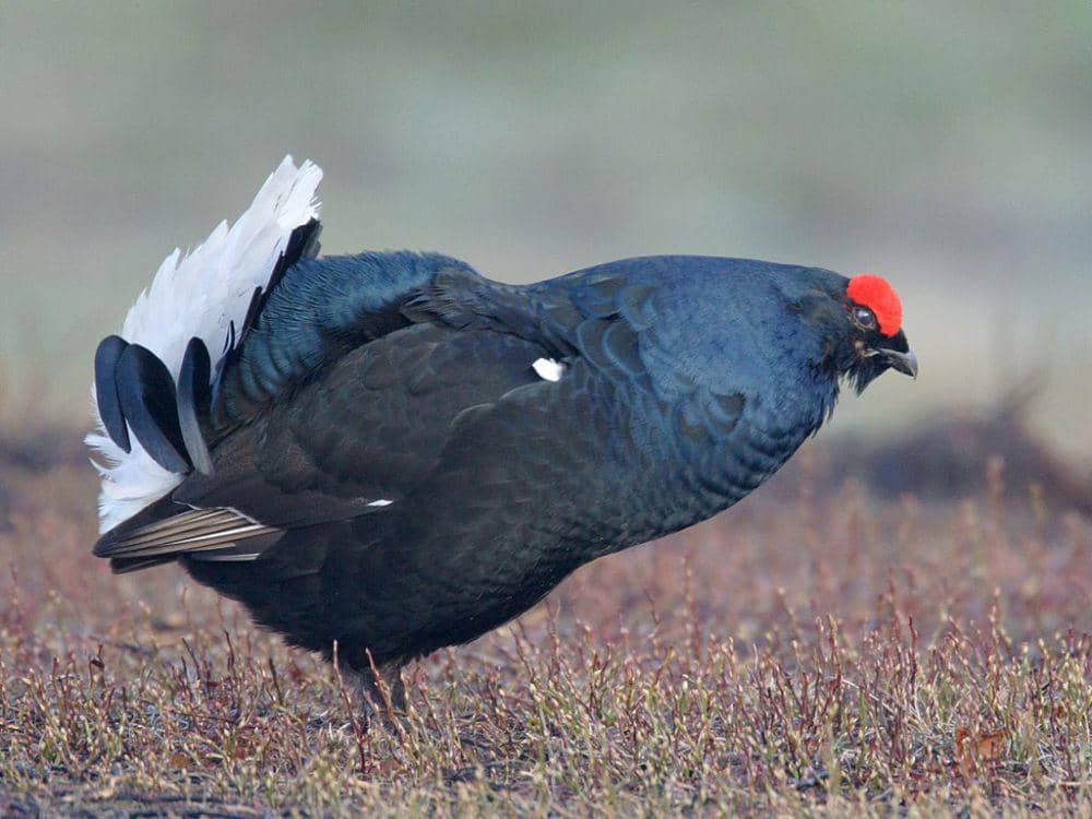 5 Fakta Belibis Hitam, Puluhan Jantan Berkumpul demi Betina | IDN Times ...