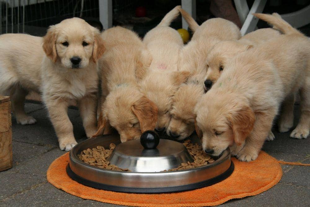Resep Makanan Anak Anjing | IDN Times