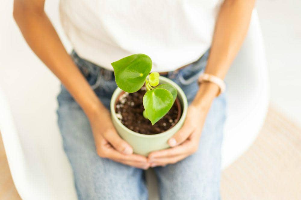 5 Tips Merawat Peperomia, Perhatikan Frekuensi Penyiraman | IDN Times