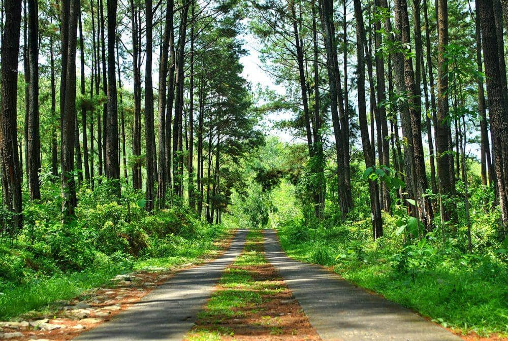 Buka 2 Juta Hektare Lahan, PSN Jokowi di Merauke Dikecam | IDN Times