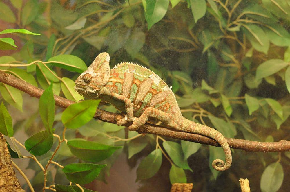 5 Fakta Bunglon Veiled, Menjadi Spesies Invasif di Hawaii | IDN Times