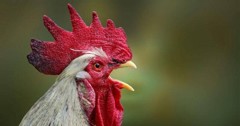 Mitos Ayam Berkokok Tengah Malam, Ada Makhluk Halus | Popmama.com