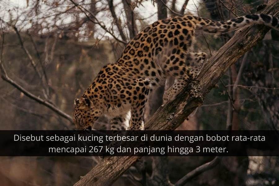 [QUIZ] Tebak Perbedaan Harimau dan Macan, Kudu Cermat! | IDN Times