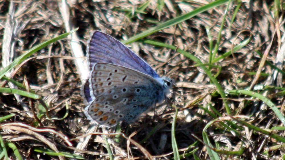 5 Fakta Common Blue Butterfly, Larva dan Semut Saling Bantu! | IDN Times