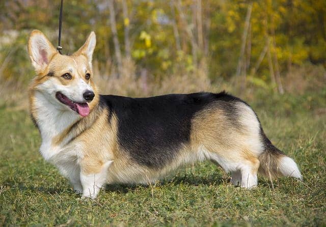 5 Fakta Welsh Corgi, Anjing Kesayangan Ratu Elizabeth II | IDN Times