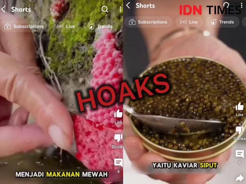 [Cek Fakta] Video Kaviar Berbahan Dasar Telur Siput Sawah | IDN Times Bali