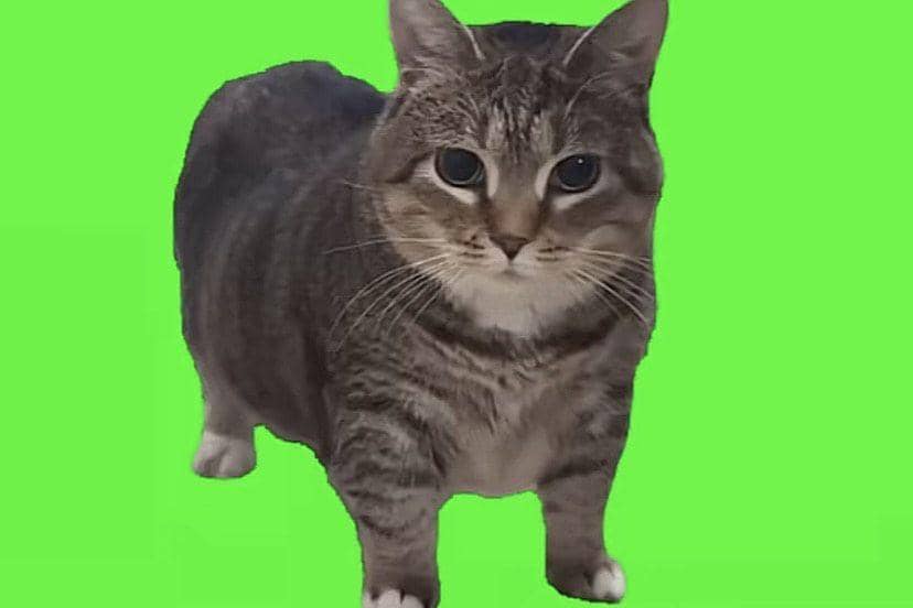 19 Fakta Ethel, Si Gemas di Balik Meme OIIA dan Kucing Akmal | IDN Times