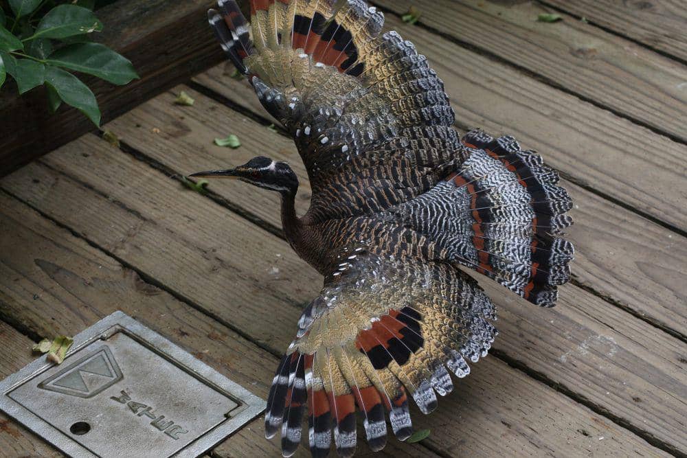 5 Fakta Unik Sunbittern, Burung dengan Sayap Mirip Kupu-Kupu | IDN Times