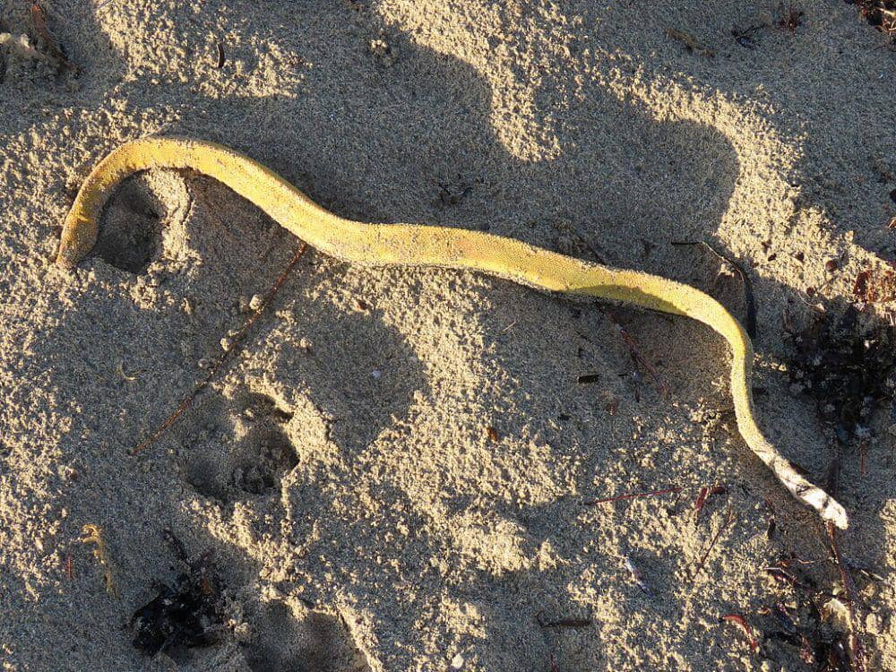 5 Fakta Ular Laut Perut Kuning, Racunnya Berbahaya! | IDN Times