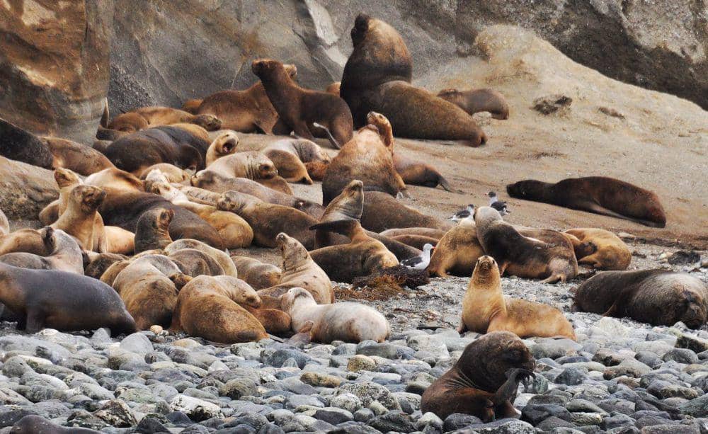 Hidup di Perairan Pasifik, Ini 6 Jenis Singa Laut beserta Pe | IDN Times
