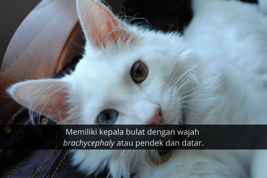 [QUIZ] Perbedaan Kucing Anggora dan Persia, Bisa Mengenalinya? | IDN Times